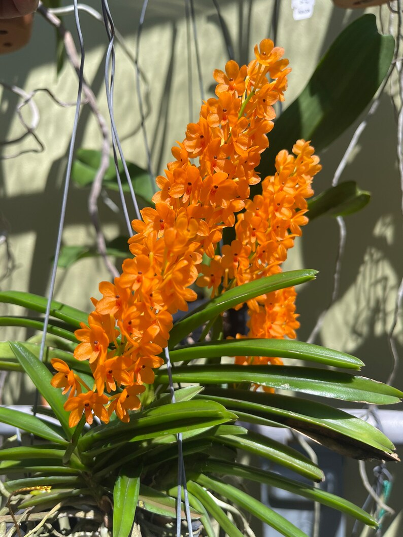 Ascocentrum Miniatum / Vanda Miniatum - Etsy