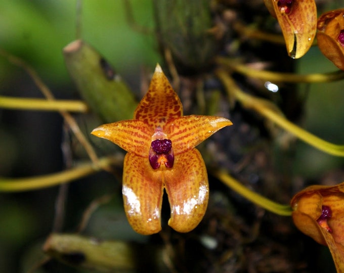 Bulbophyllum Membranifolium 4” Pot - Etsy