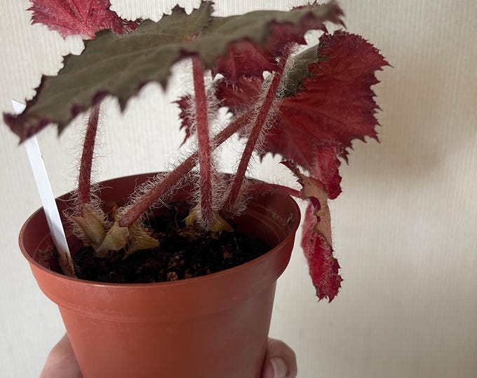 Begonia Brevirimosa - Etsy