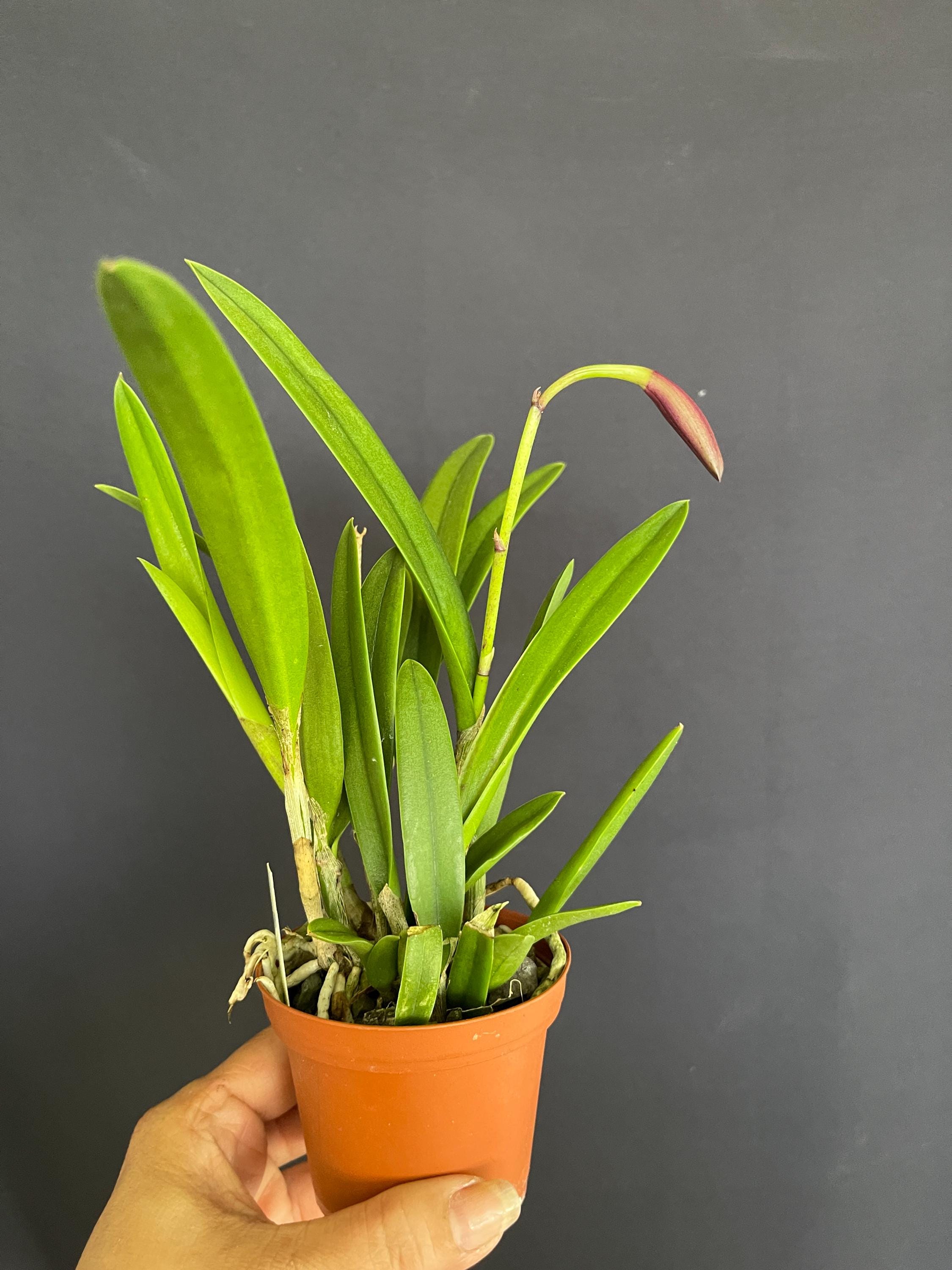 Bc. Rustic Spot #3 in a 3" Pot - Etsy