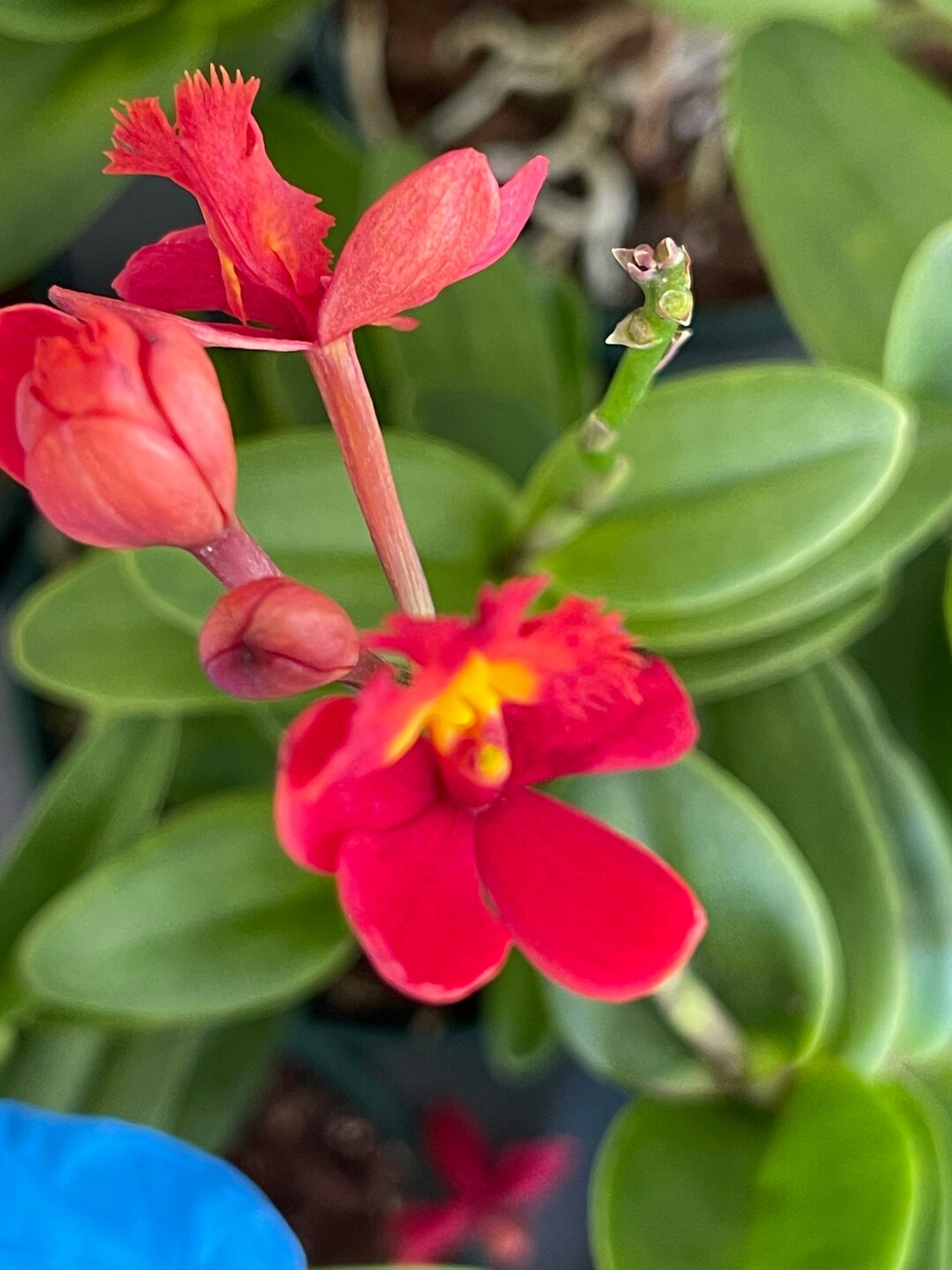 Epidendrum Big Red - Etsy