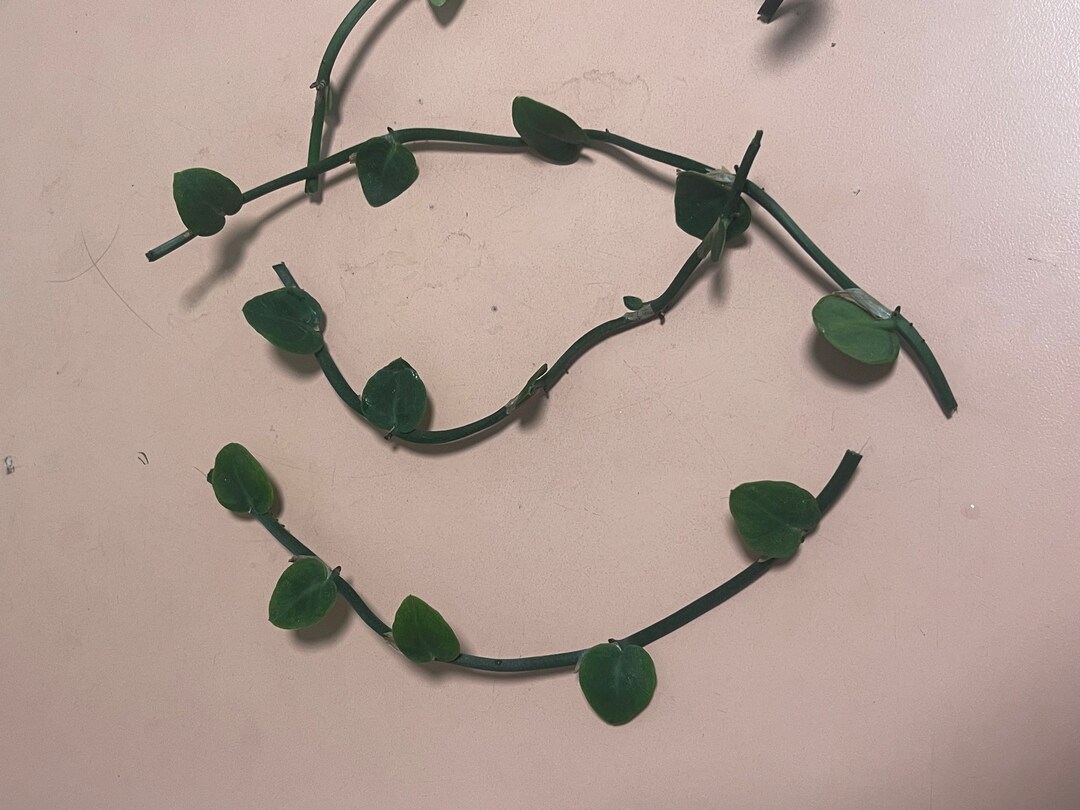Cutting/shingle Plant or Shingle Vine / Rare Rhaphidophora - Etsy