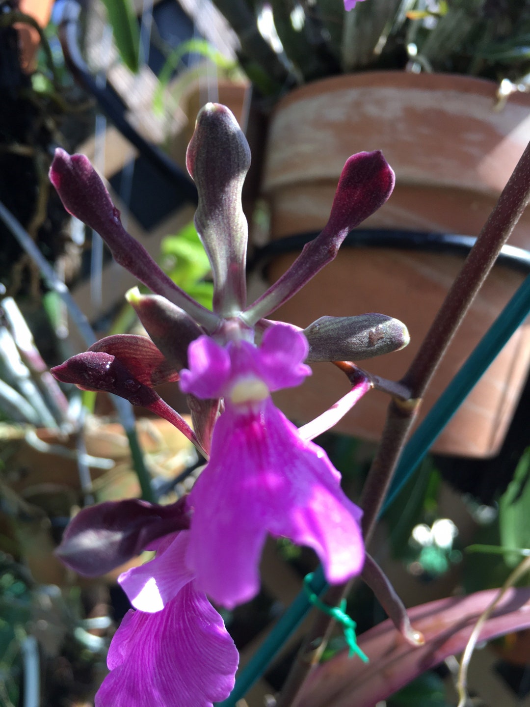 Encyclia Rioclarense / Epidendrum Rioclarense (cordigera X Randii) - Etsy