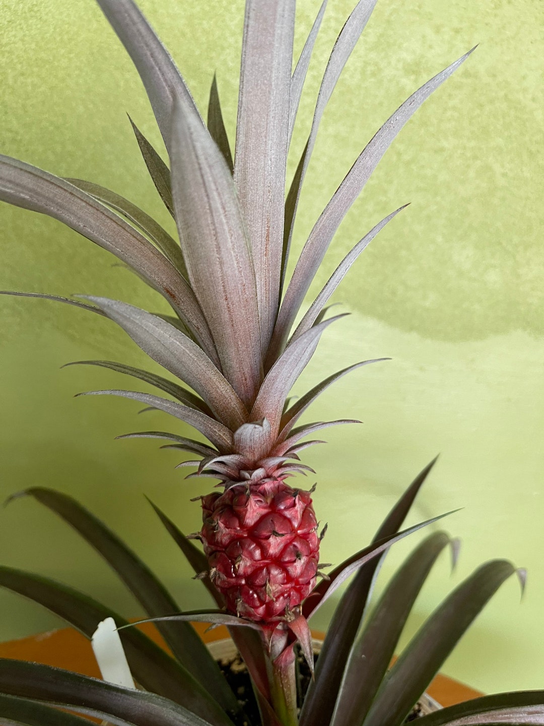 Ananas Bracteatus common Name Red Pineapple - Etsy