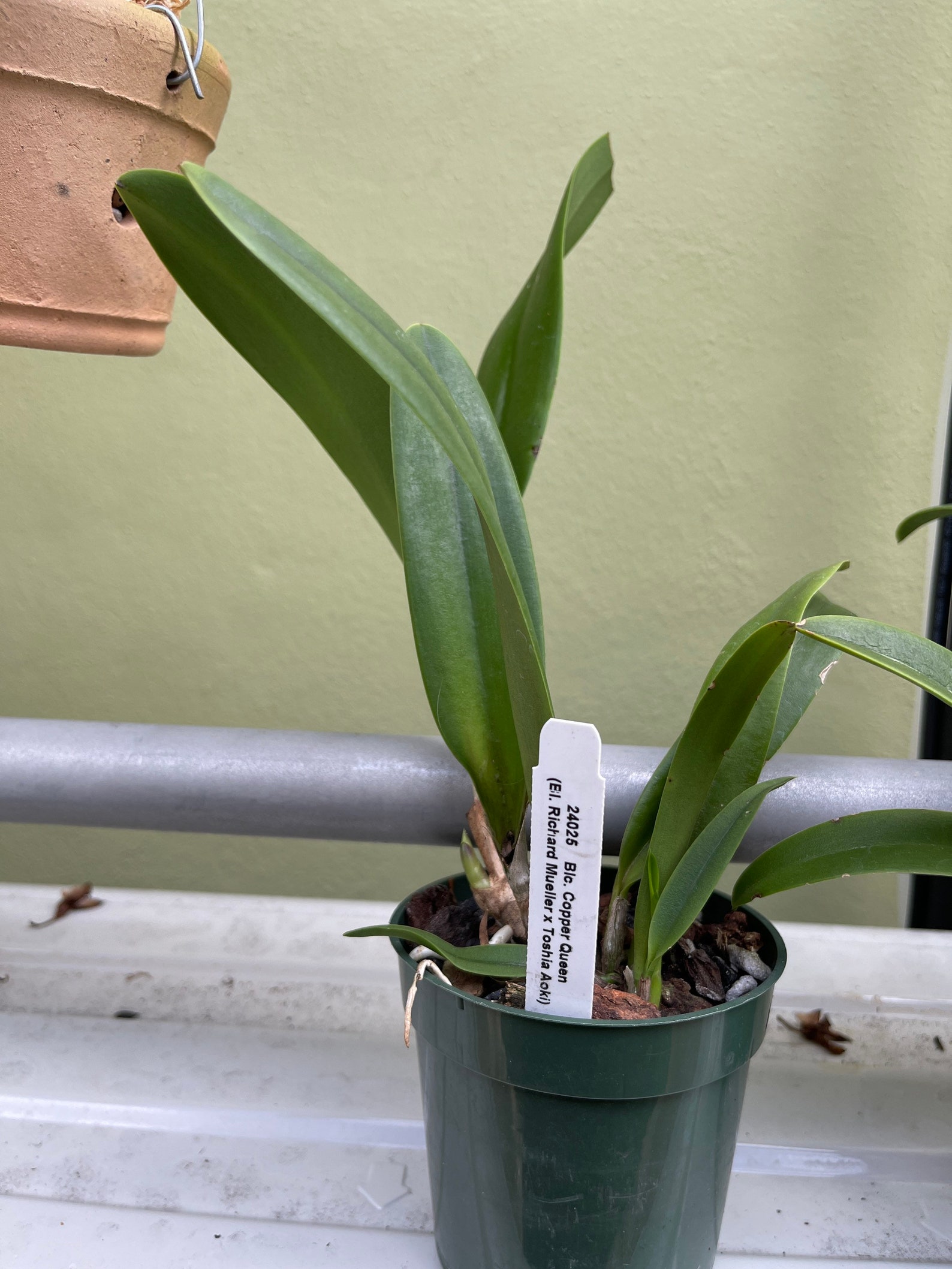 Blc. Copper Queen Bl. Richard Mueller X Toshia Aok | Etsy