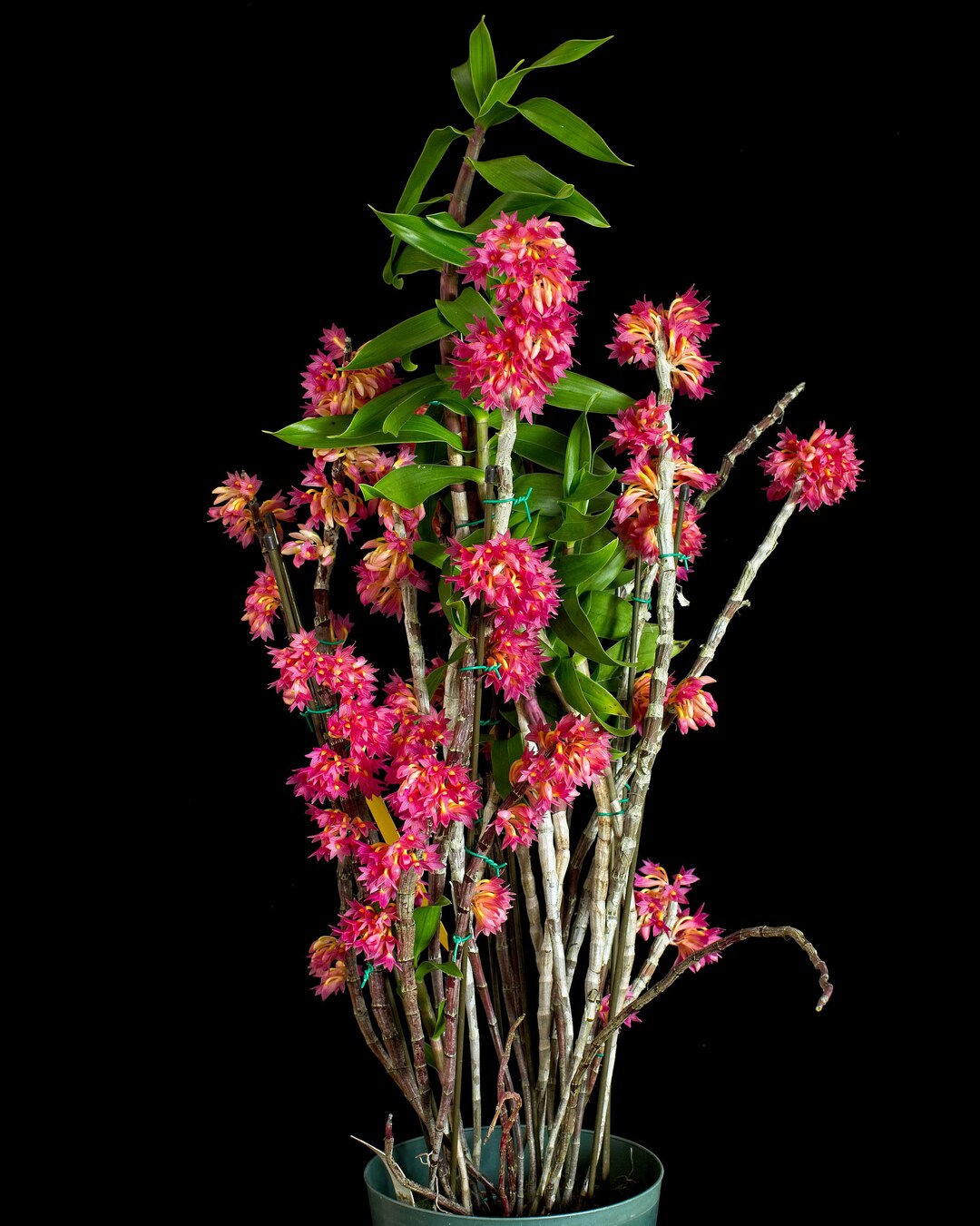 Dendrobium × Usitae / Usita's Dendrobium / D. Bullenianum X D ... Dendrobium × Usitae / Usita's Dendrobium / D. Bullenianum X D ...