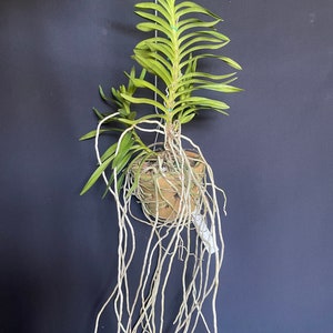 Vanda Green Light / Vanda (neofinetia) Falcata X Vanda (christensonia ...