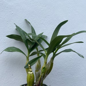 Dendrobium Chrysotoxum Var Suavissimum, Rare Hard to Find, the Golden ...