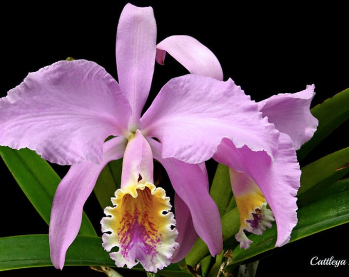 Cattleya Mossiae Yellow Lip X Coerulea 'pablo' - Etsy