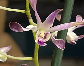 Blue Dendrobium - Etsy