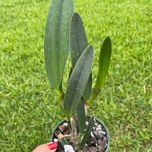 Blc. Copper Queen Bl. Richard Mueller X Toshia Aok | Etsy