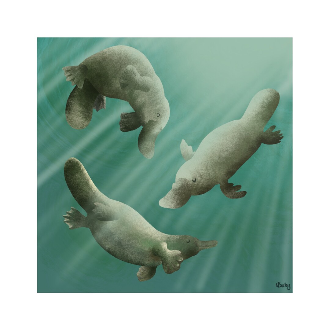 Playful Platypuses - Etsy