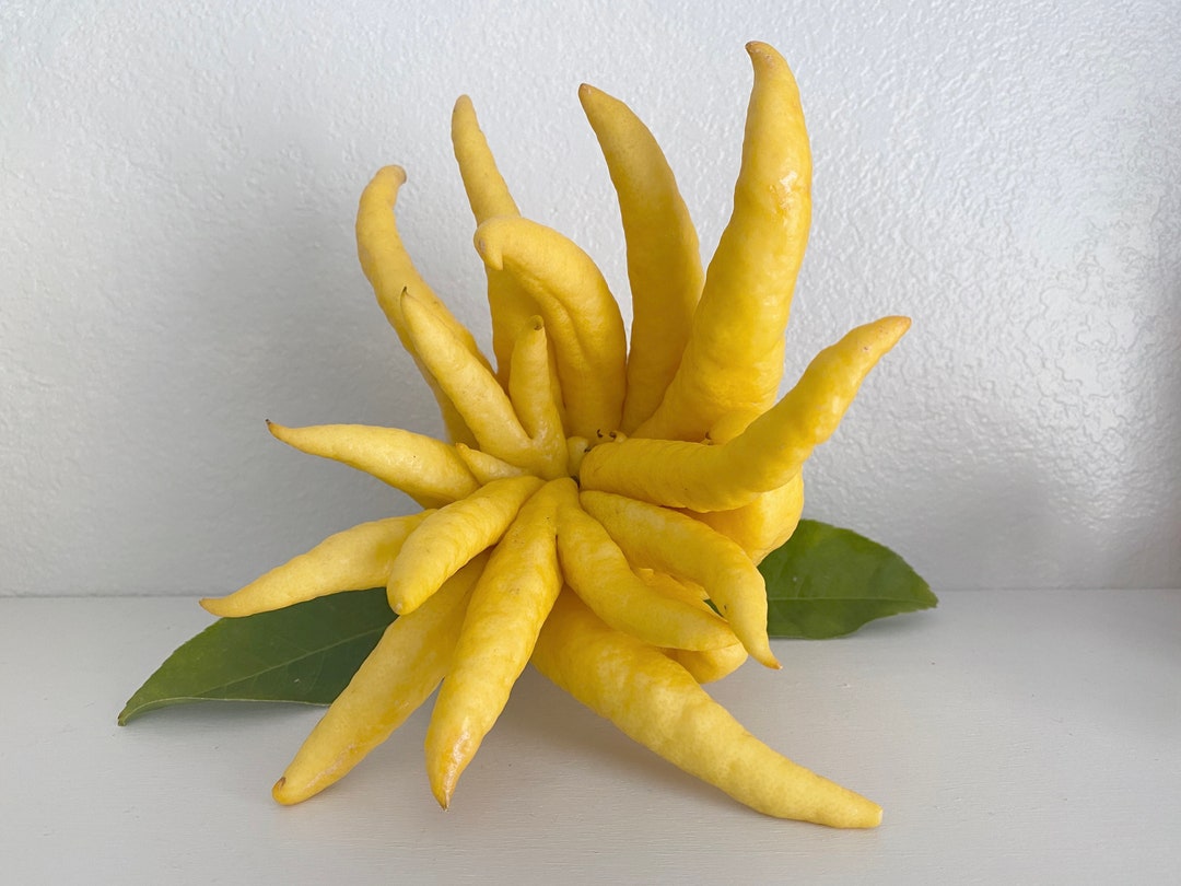 NEW CROP - Same Day Harvest Organic Buddha's Hand / Fingered Citron ...