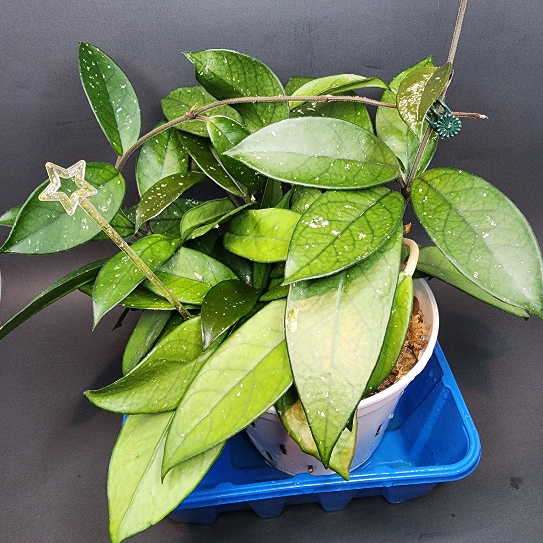 Hoya Carnosa Rooted Actively Growing 6 Pot Exact Plant Fast Shipping - Etsy