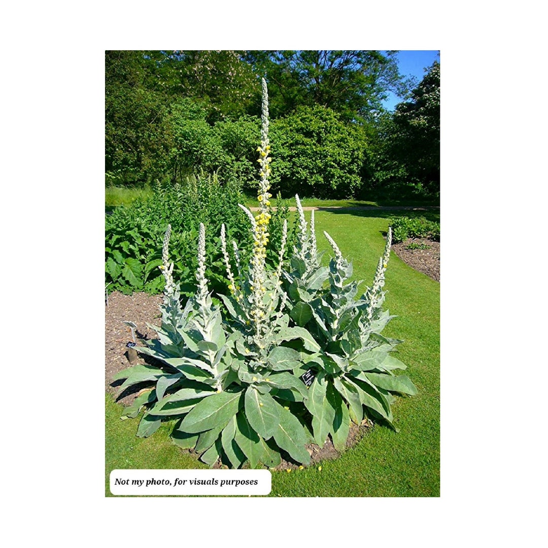 Mullein Seeds | Organic | Homegrown - Etsy