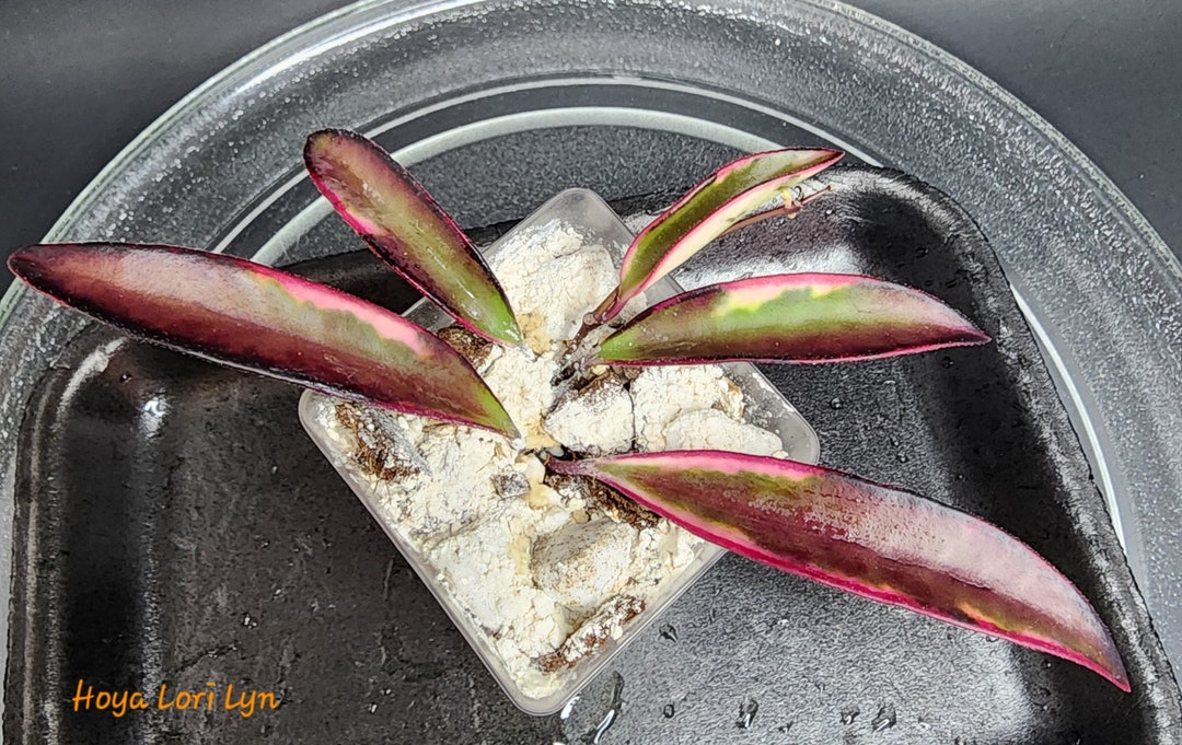 Hoya Lori Lyn 5oz Pot Mulitple Cutting Rooted Sunstressed Exact Plant ...