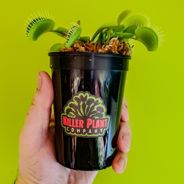 Venus Flytrap - Etsy