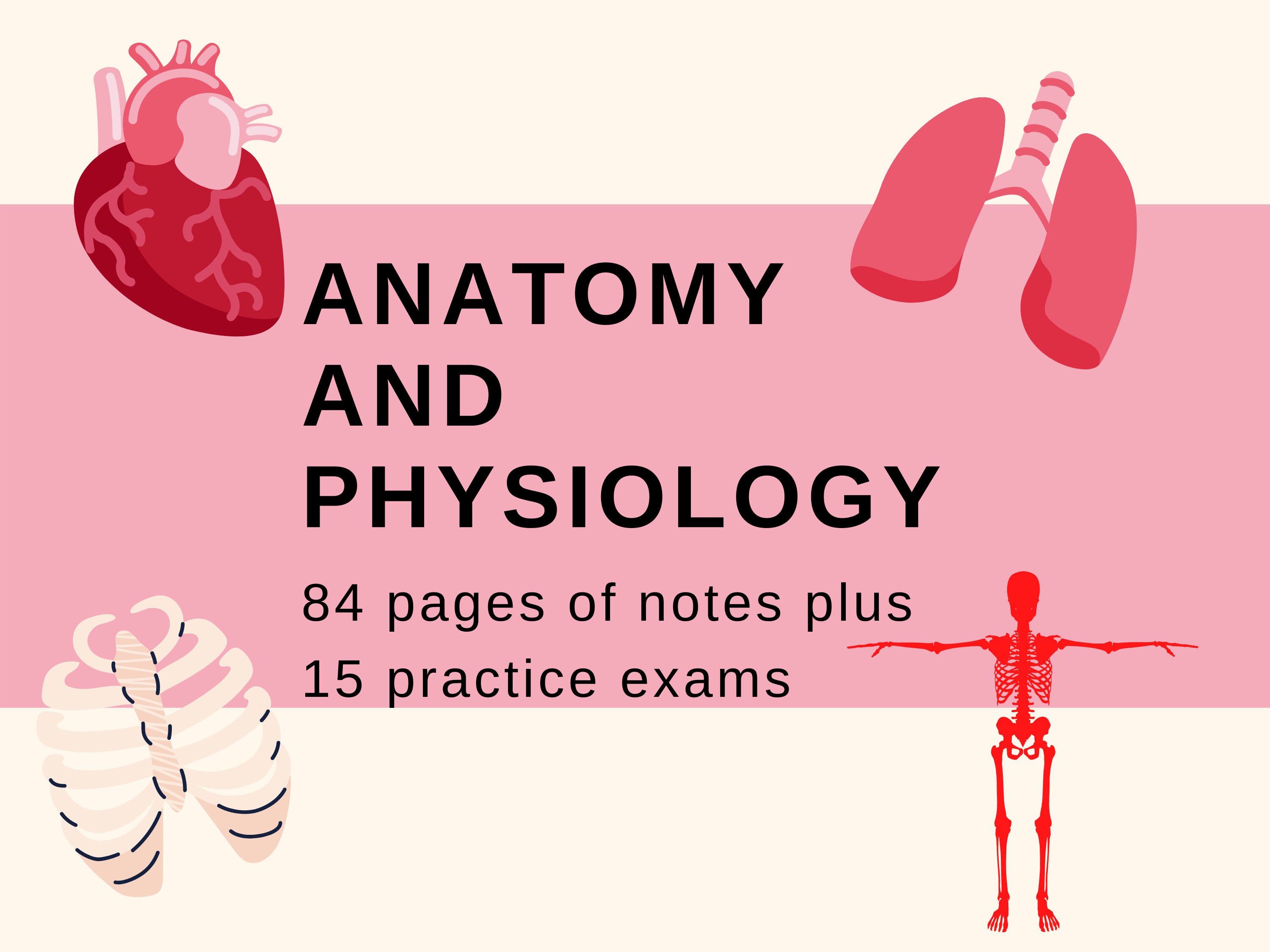 Anatomy and Physiology Study Guide | Etsy