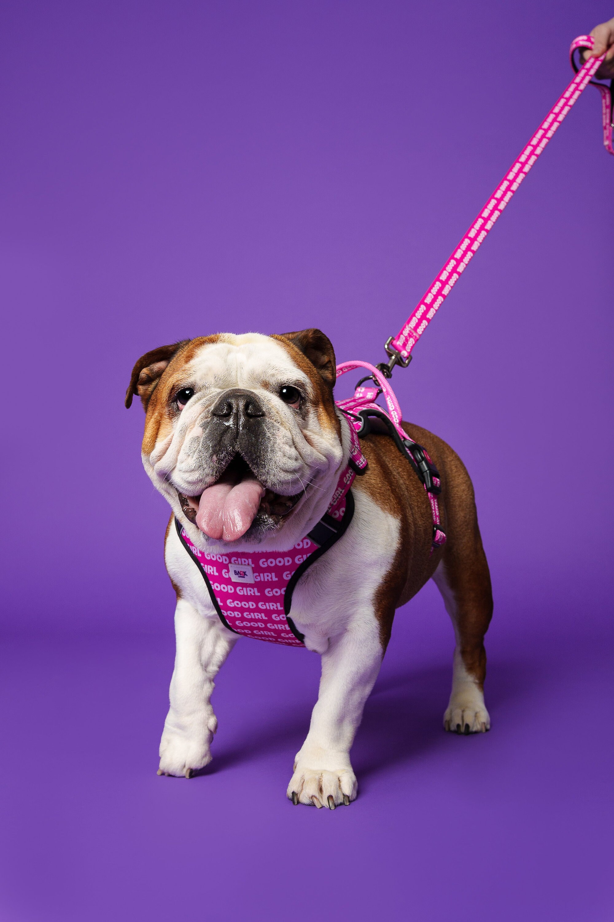 Good Girl Dog Harness - Etsy