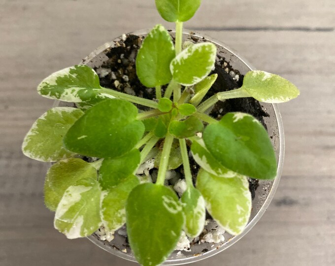 Micro Mini African Violet Pixie Runaround - Etsy