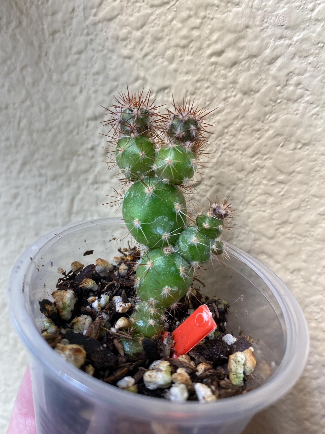 Oreocereus Celsianus Fma Montruosa Stacker Rate - Etsy