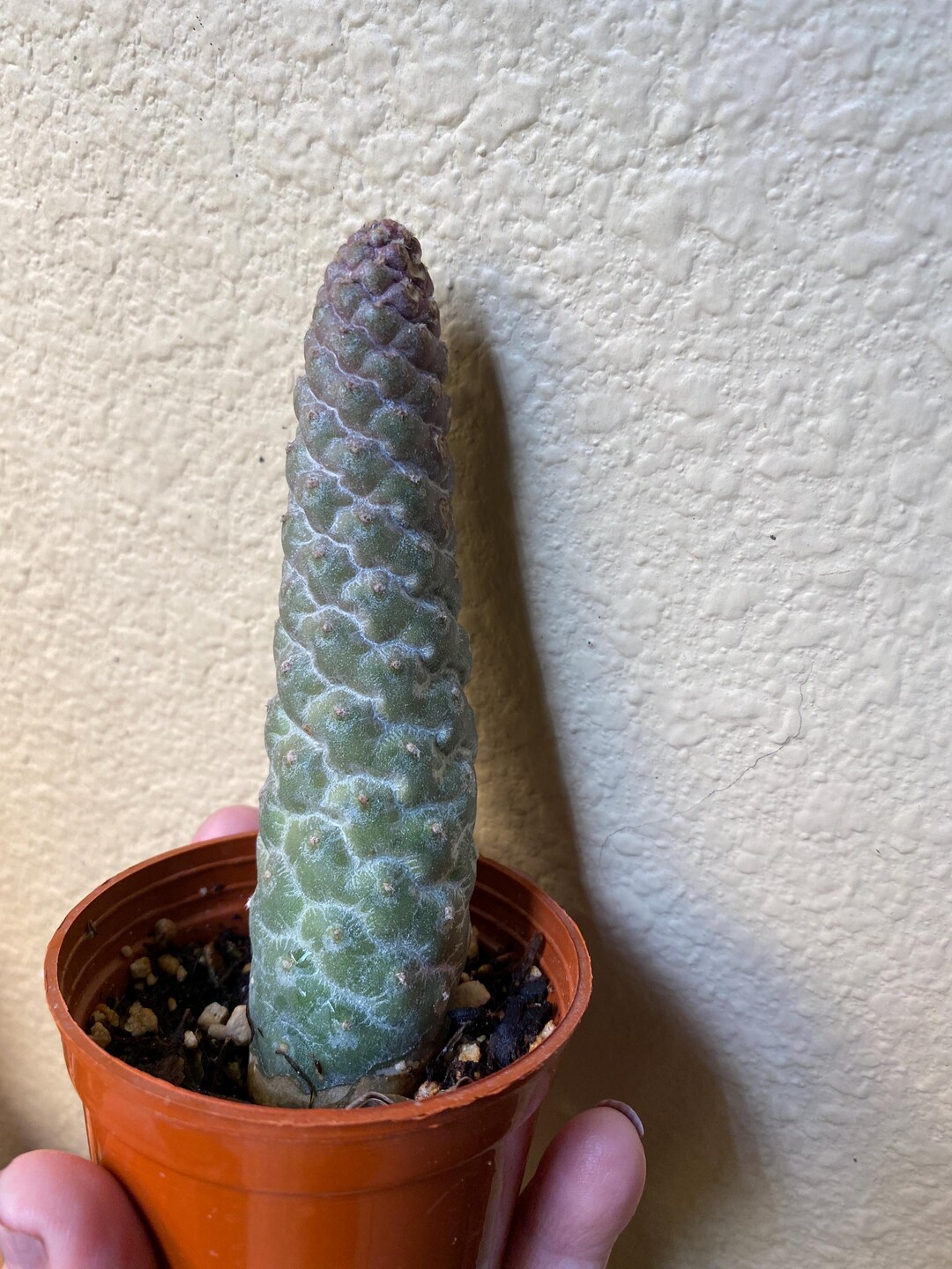 Pine Cone Cactus - Etsy