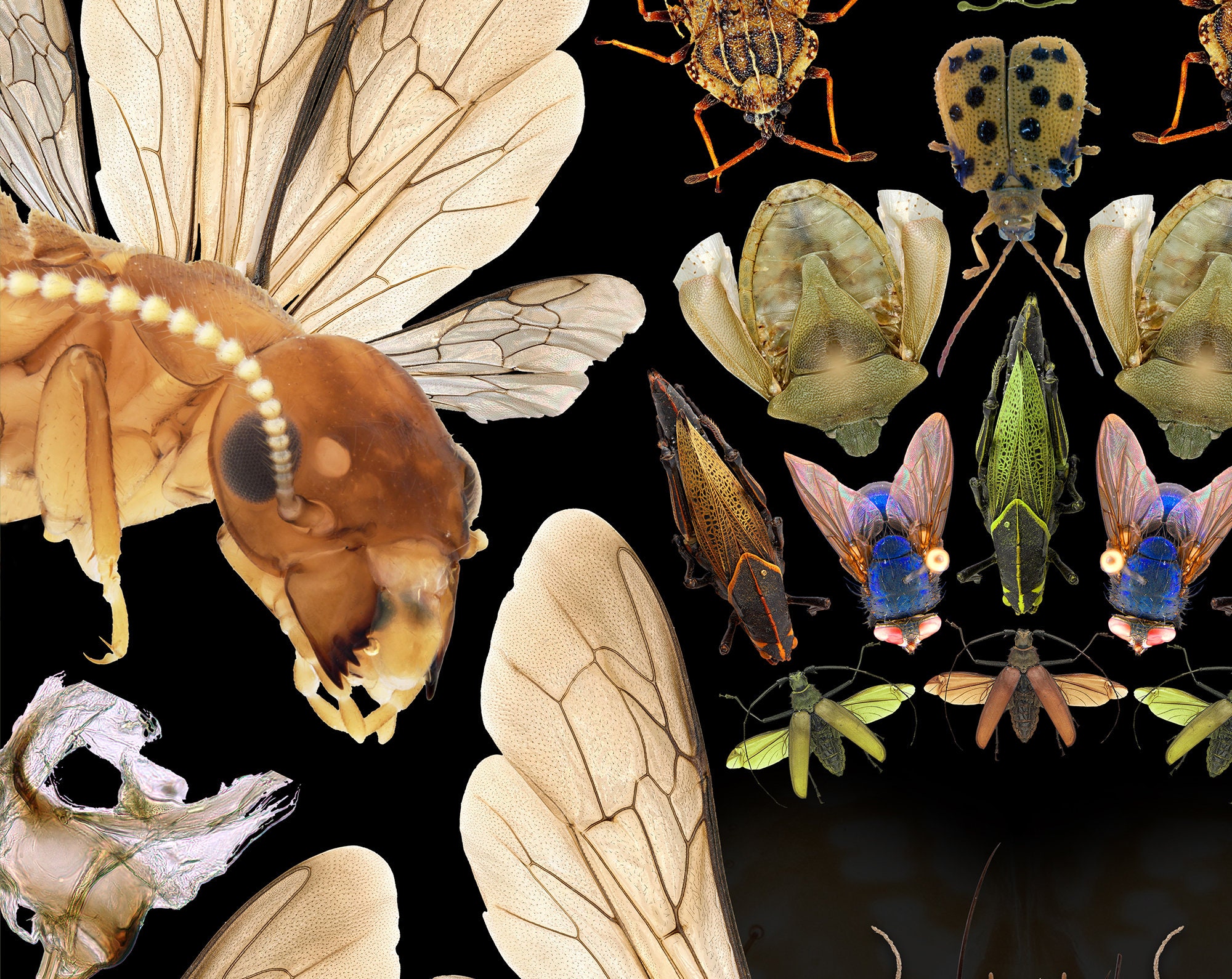 Printable Dijital Poster Download Bugs or Flowers Collage Real Insect ...