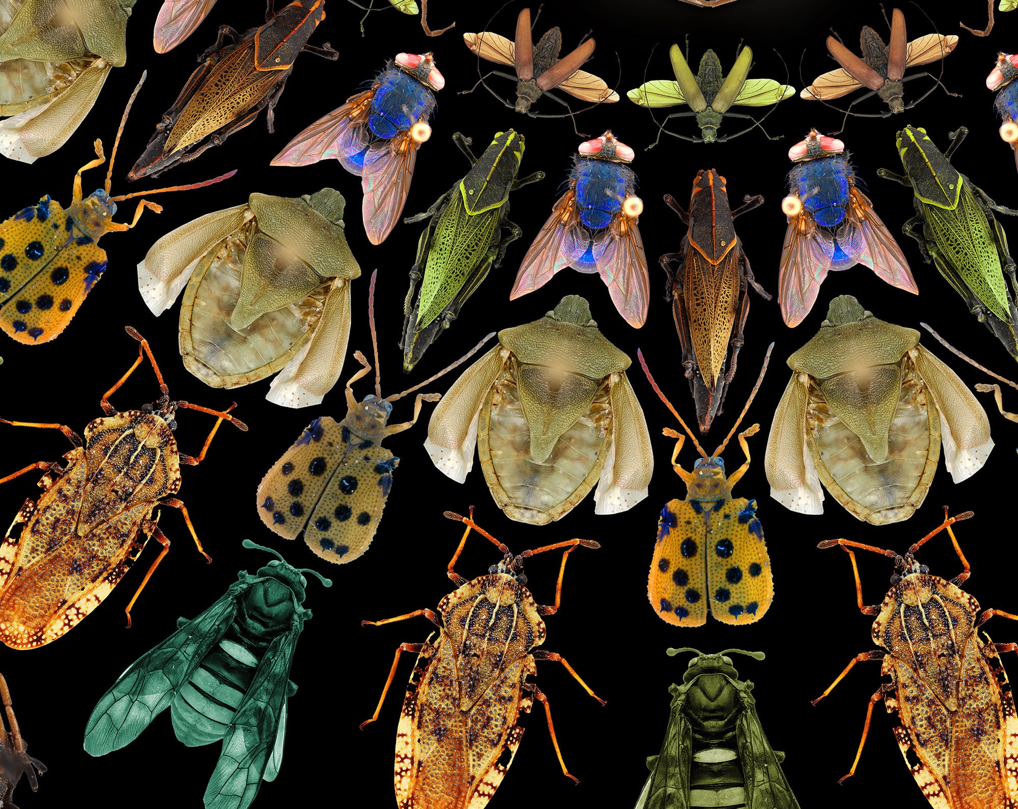 Printable Dijital Poster Download Bugs or Flowers Collage Real Insect ...