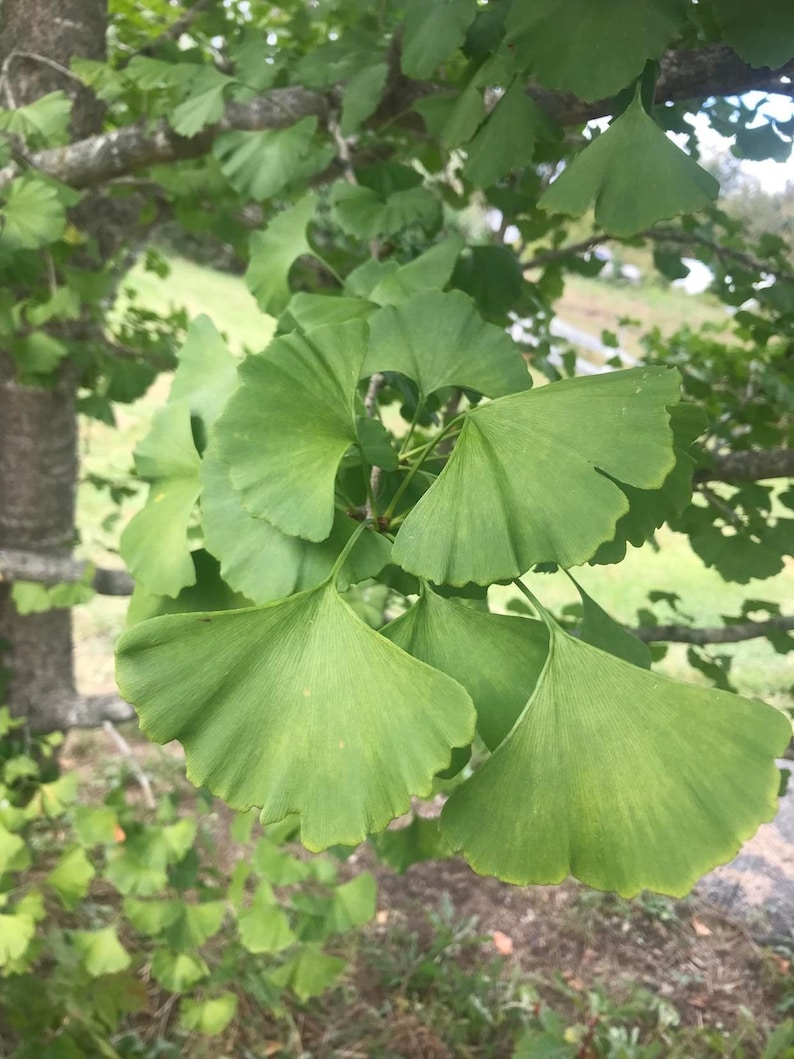Organic Ginkgo Leaves for Crafts, Dried Arrangements - Etsy