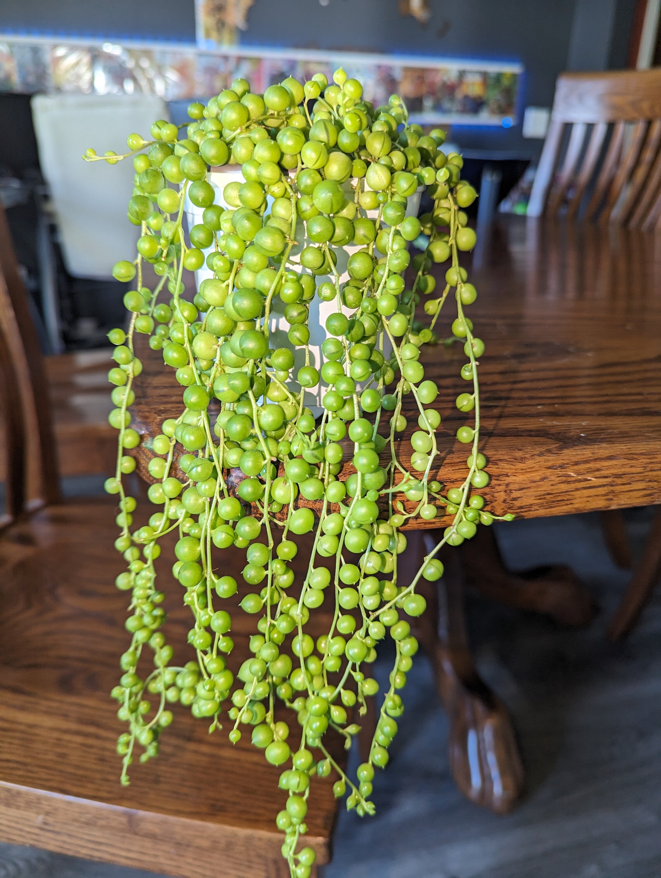 Overflowing 4 Potted String of Pearls - Etsy Canada