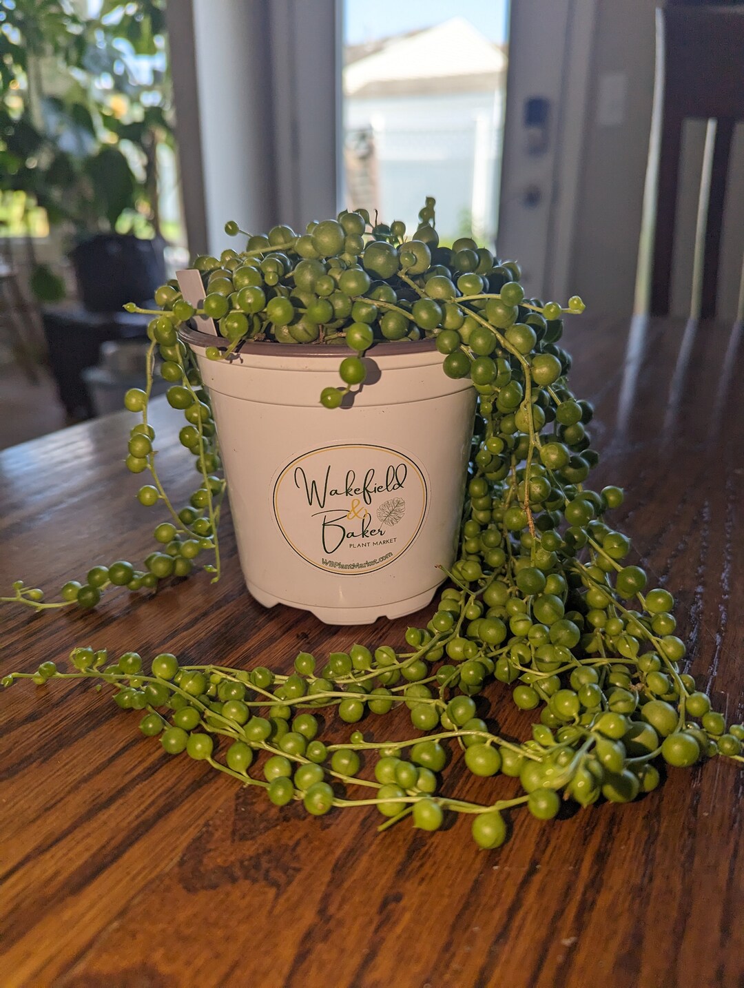 Overflowing 4 Potted String of Pearls - Etsy Canada