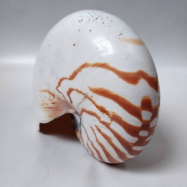 Large Nautilus Shell - Etsy