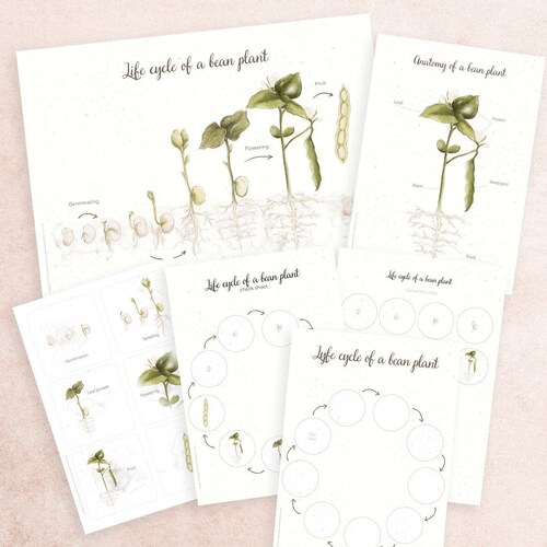 PLANTS Spring Mini Unit Study Life Cycle of a Plant Plant - Etsy