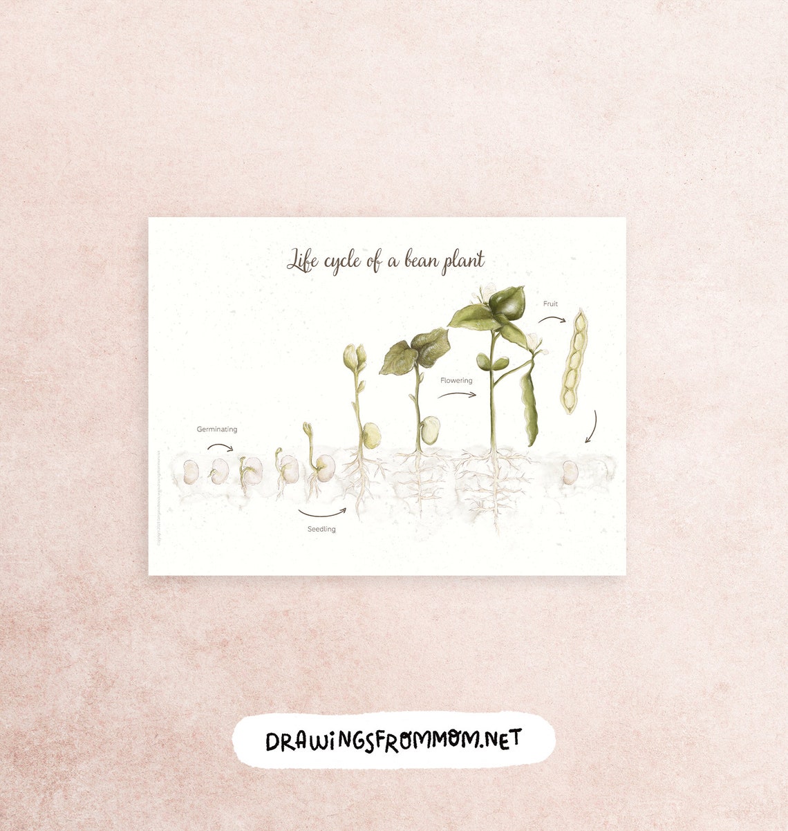 Life Cycle of a Bean Plant - Homeschool Unit Study, Nature Study ...