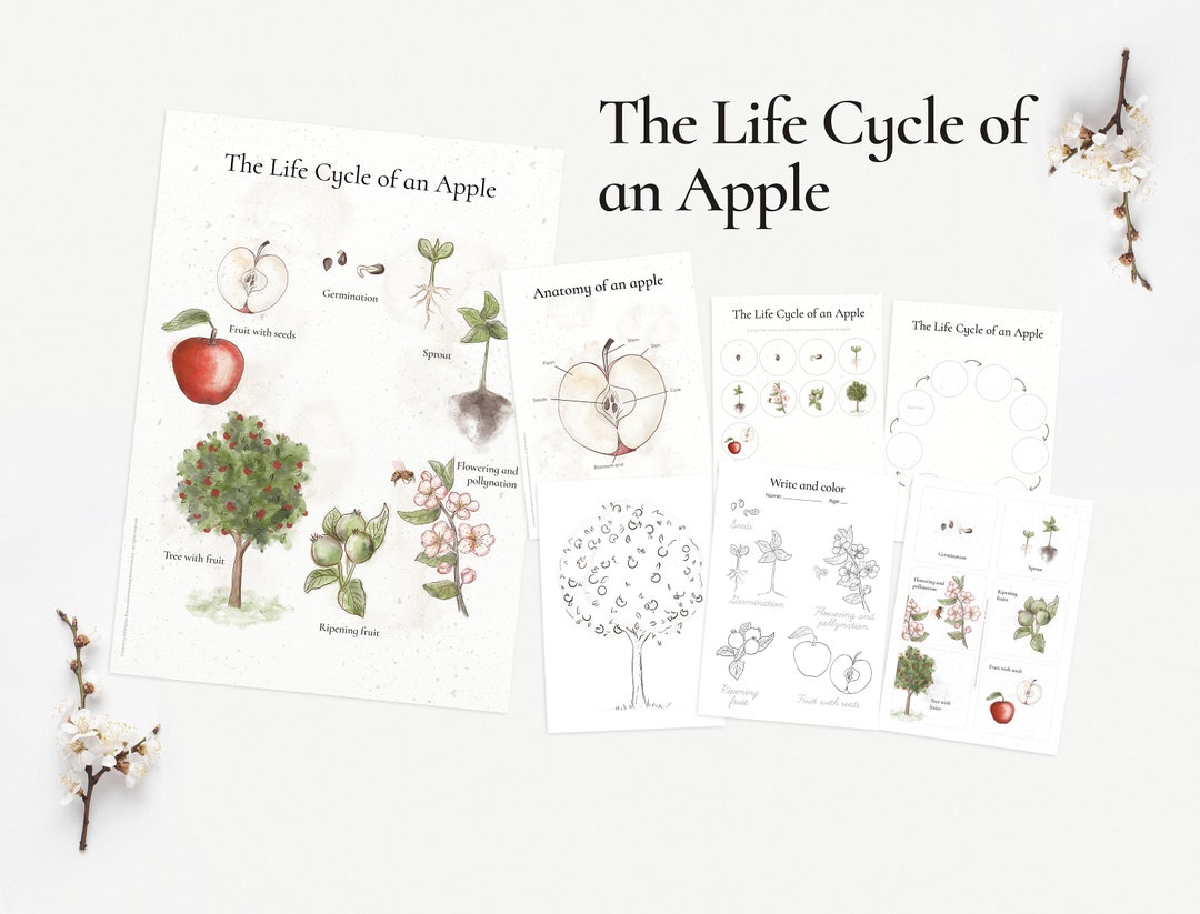 Life Cycle of an Apple - Unit Study With 30x40 Poster, Anatomy, Cards ...