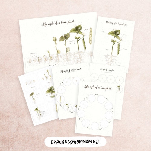 Life Cycle of a Bean Plant Homeschool Unit Study Nature - Etsy