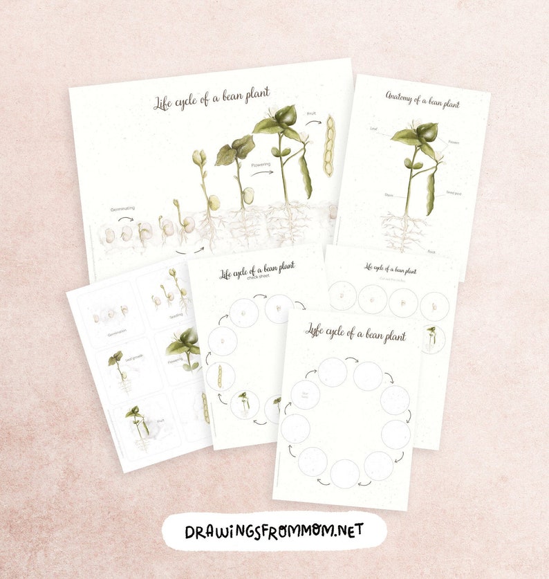 Life Cycle of a Bean Plant - Homeschool Unit Study, Nature Study ...