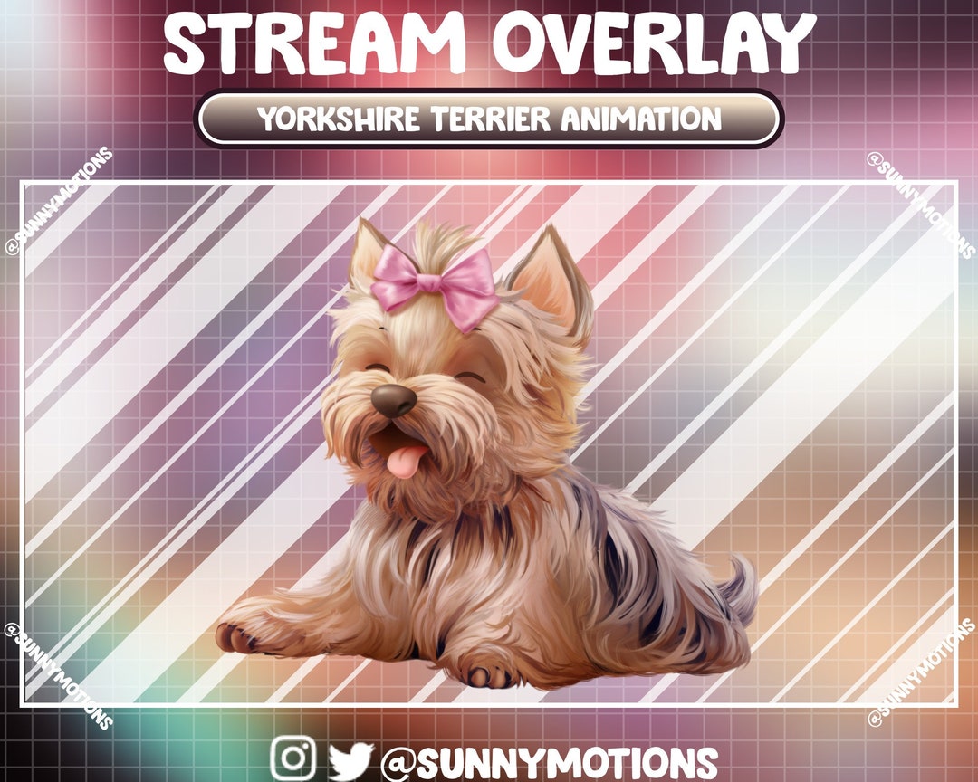 Animated Stream Decoration: Cute Yorkshire Terrier Dog Animation, Funny ...