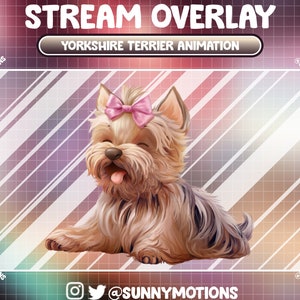 Animated Stream Decoration: Cute Yorkshire Terrier Dog Animation, Funny ...