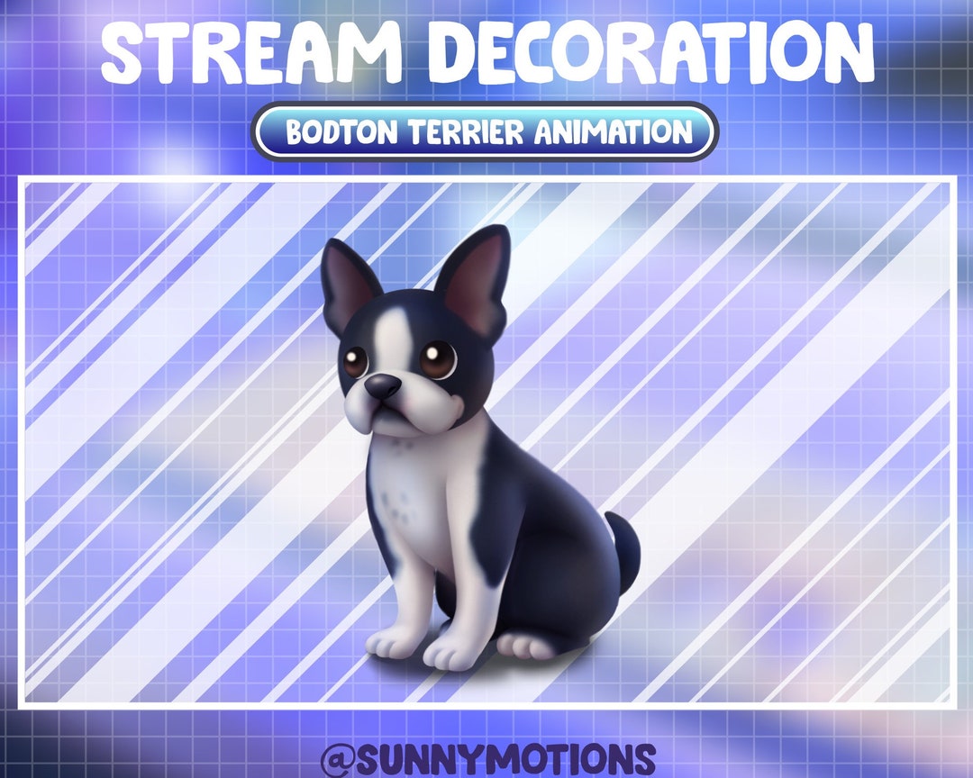 Animated Stream Decoration Cute Pet / Aesthetic Indigo Boston Terrier ...