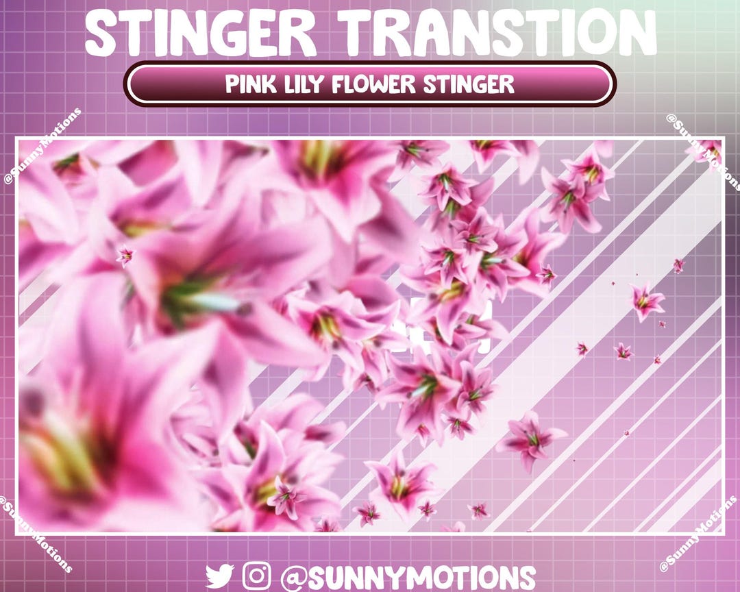 Animated Stream Stinger Transition: Pink Lily Flowers Flying, Aesthetic ...