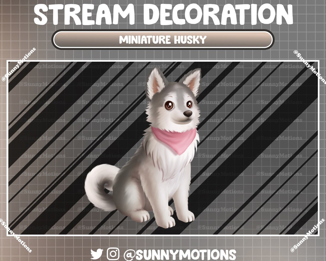 Animated Stream Decoration: Aesthetic Fluffy Miniature Husky Sitting ...