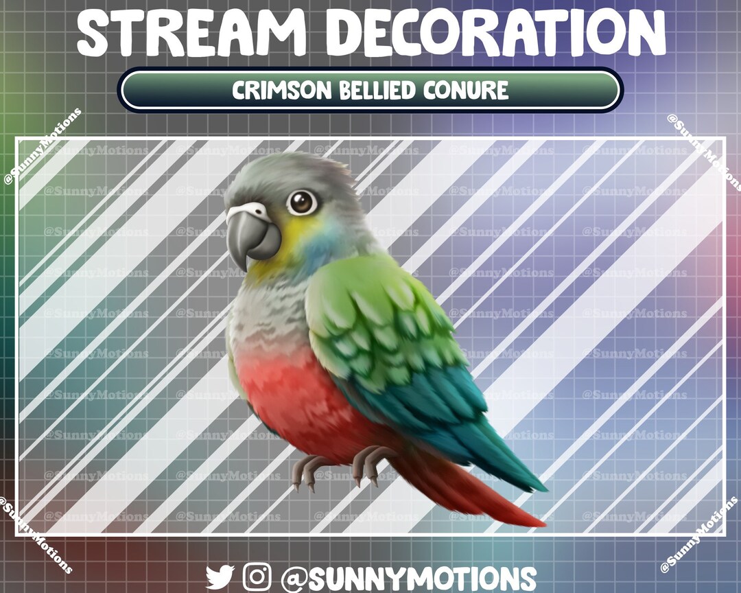 Animated Stream Decoration: Crimson-bellied Parakeet, Colorful Parrot ...