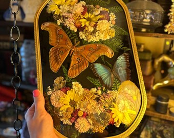 Antique Bubble Glass Insect Frame humepenthe - Etsy