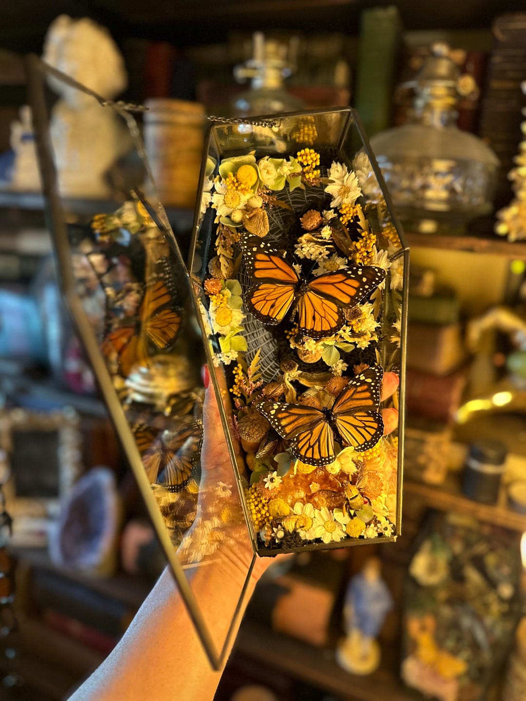 Glass Coffin Insect Box “igneous” - Etsy