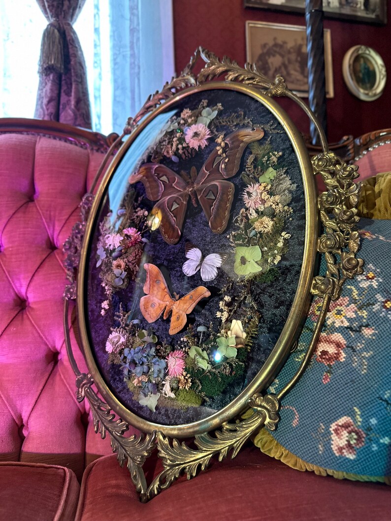 Antique Bubble Glass Insect Frame humepenthe - Etsy