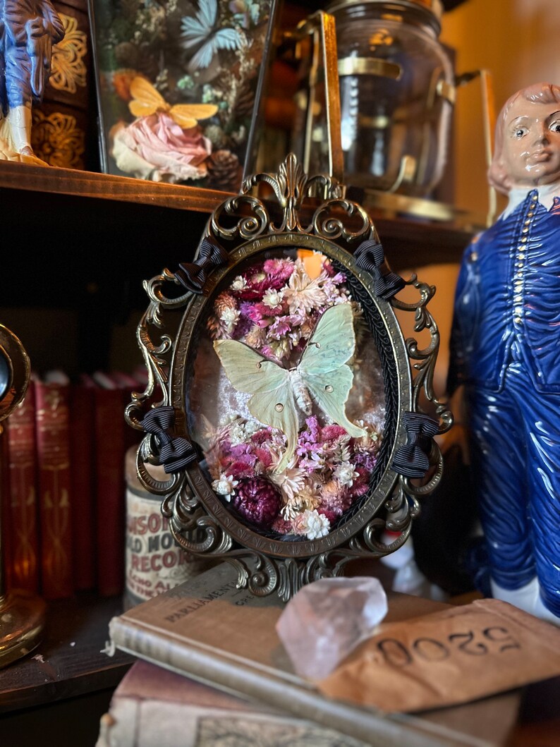 Vintage Bubble Glass Moth Frame redamancy - Etsy