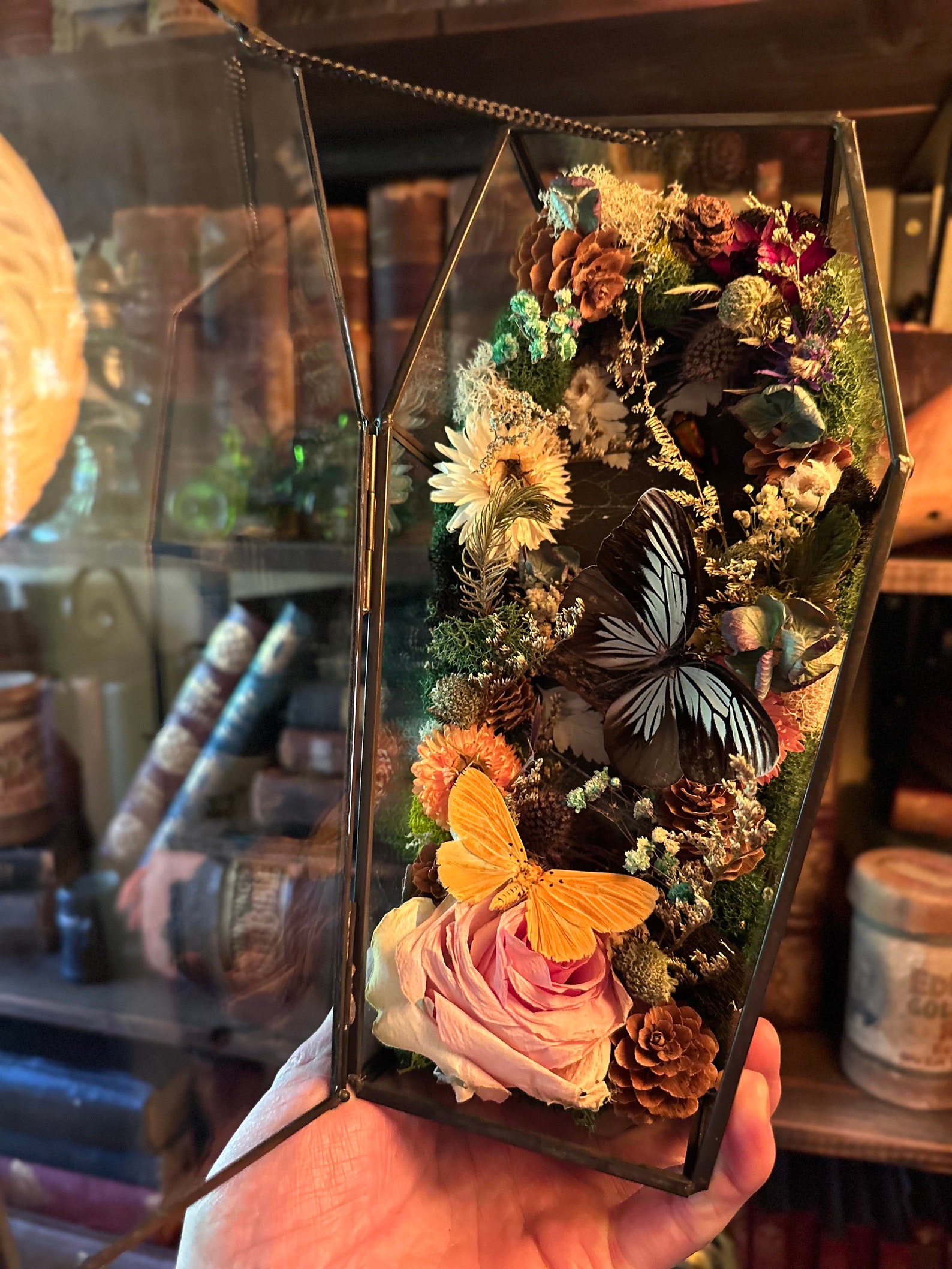 Glass Casket Insect Box couleurs Du Vent - Etsy