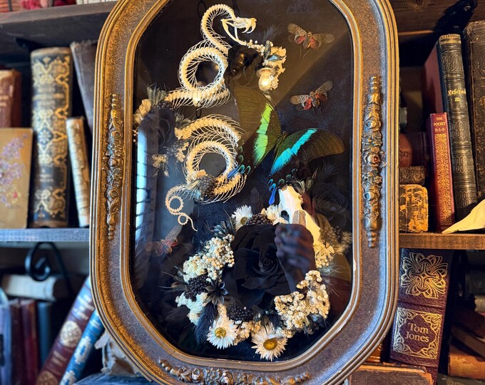 Antique Bubble Glass Insect/skeleton Frame “serpentine" - Etsy