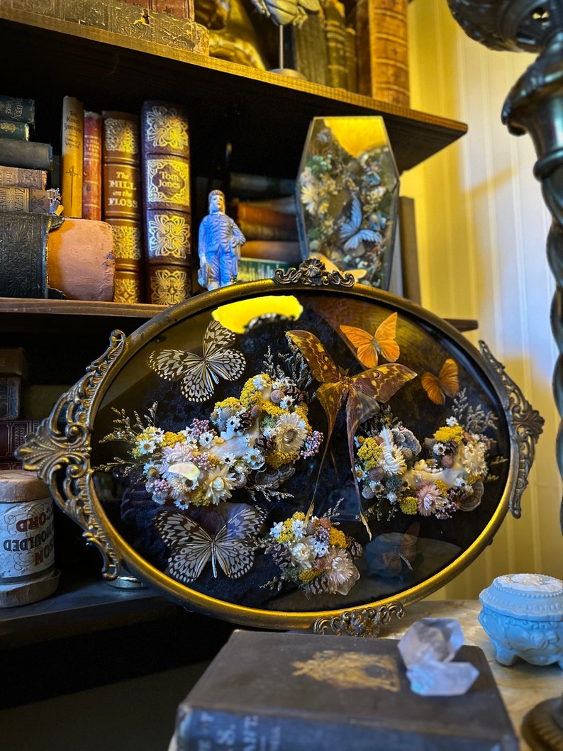 Antique Bubble Glass Insect Frame selenophile - Etsy